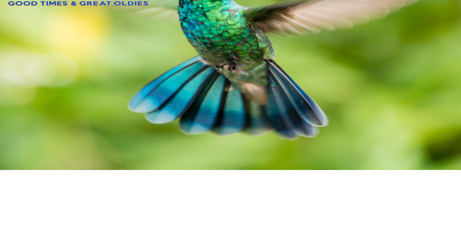 Hummingbirds: Nature’s Sugar-Fueled Marvels with Incredible Adaptations ...