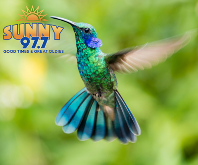 Hummingbirds: Nature’s Sugar-Fueled Marvels with Incredible Adaptations ...