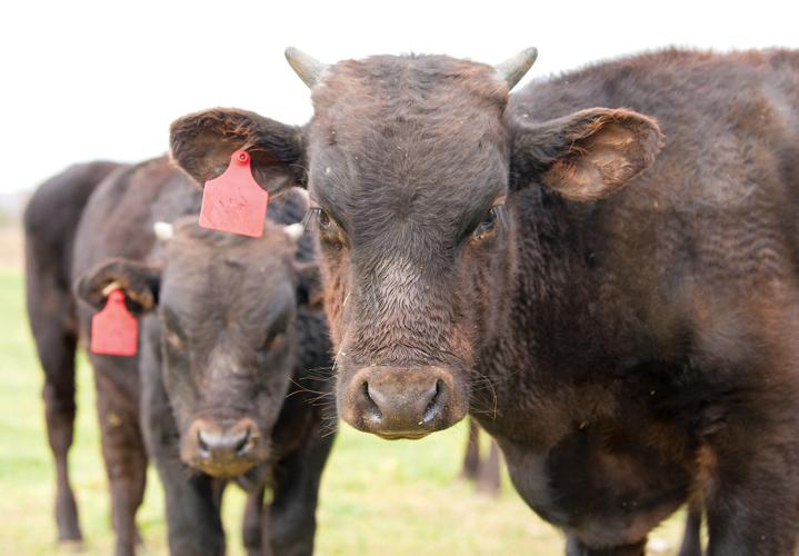 Whispering Wires Ranch brings Wagyu to the valley | Agriculture ...