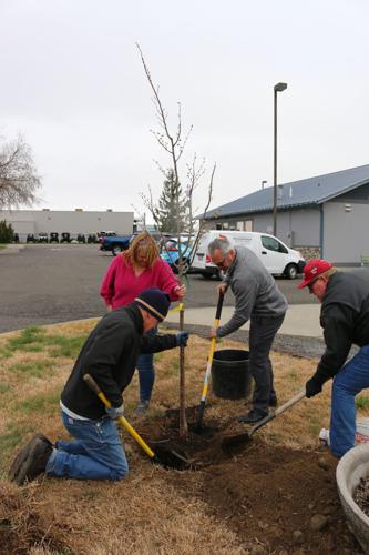 Benton REA plants trees at Wine Country RV Park | News | sunnysidesun.com
