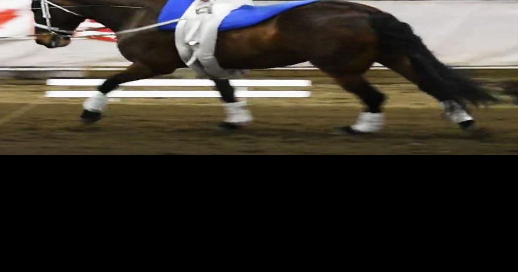 Equestrian vaulter showcases skills | Sports | sunnysidesun.com