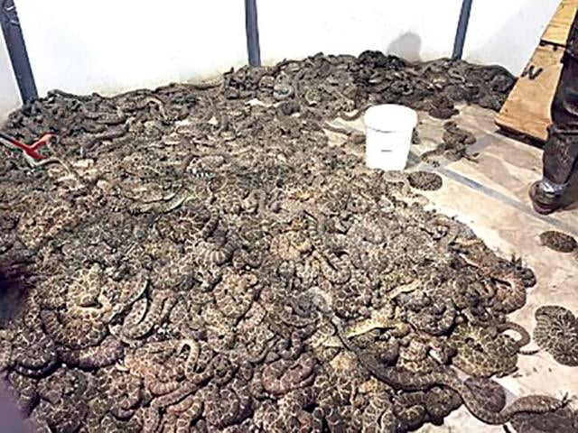 Sweetwater Getting Ready to Snake, Rattle and Roll for 66th Rattlesnake ...