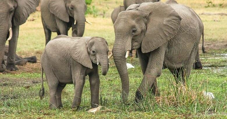 Coffee Time: “THE EARS AND MEMORIES OF BABY ELEPHANTS” | Opinion ...