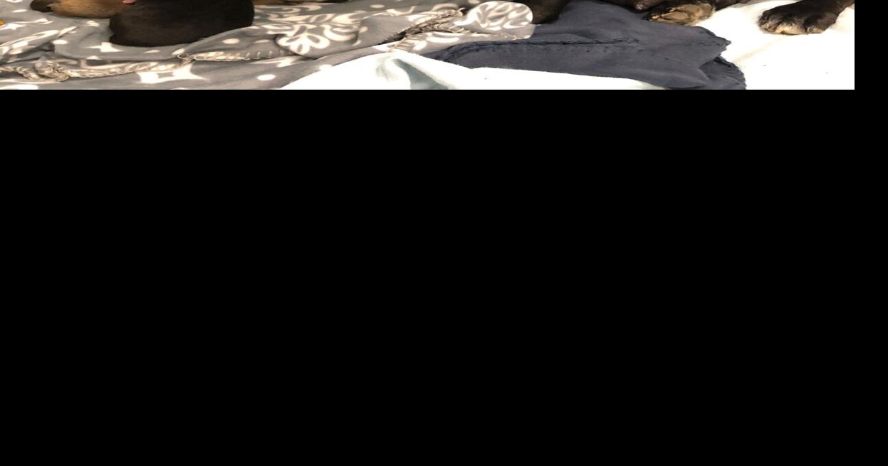 And they called it puppy love: dogs rescued in Rural Retreat