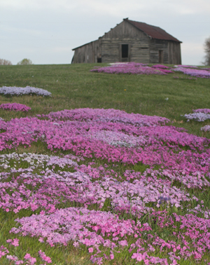 Spring in the country
