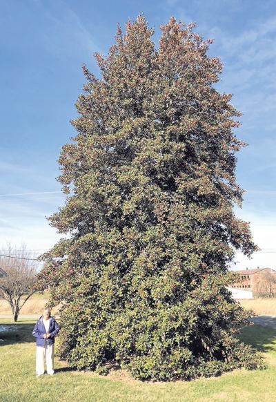 Rural Retreat holly tree keeps on giving