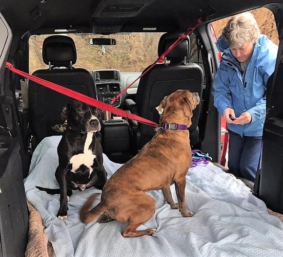 Volunteers works to transport dogs to new shelters to be adopted