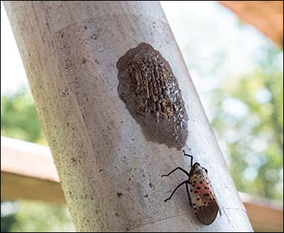 Spot and smash: Residents urged to report and destroy spotted lanternfly egg masses