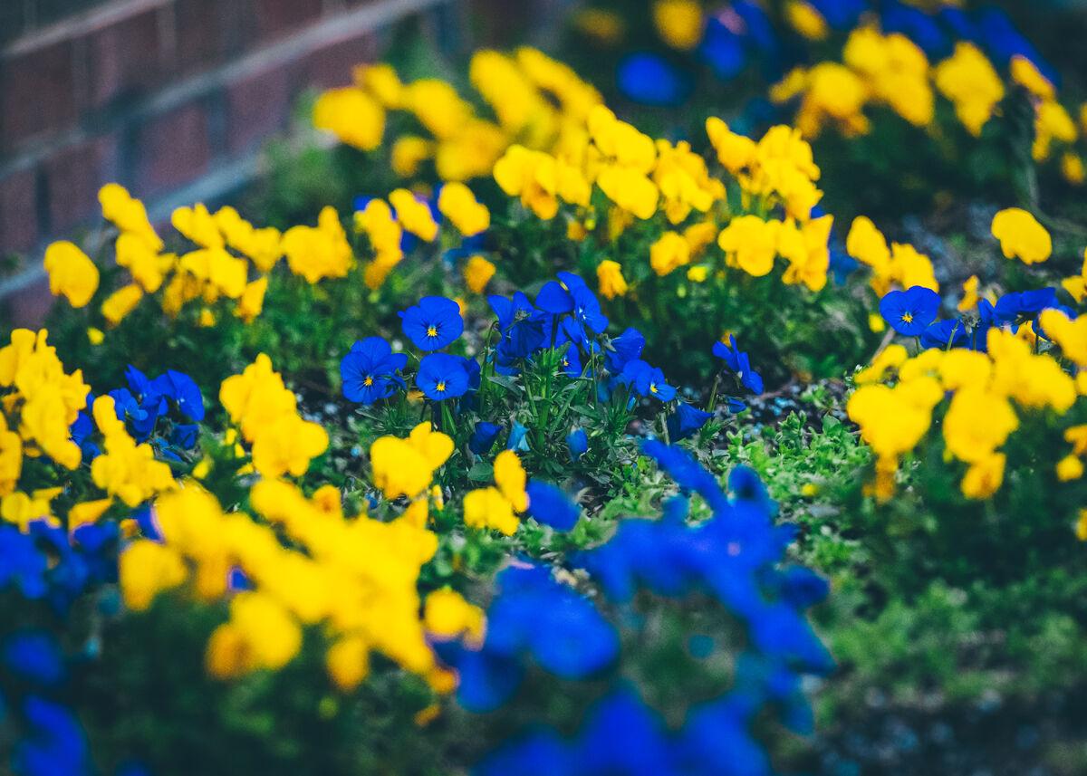 Dormant to dynamic: ETSU’s spring planting tips