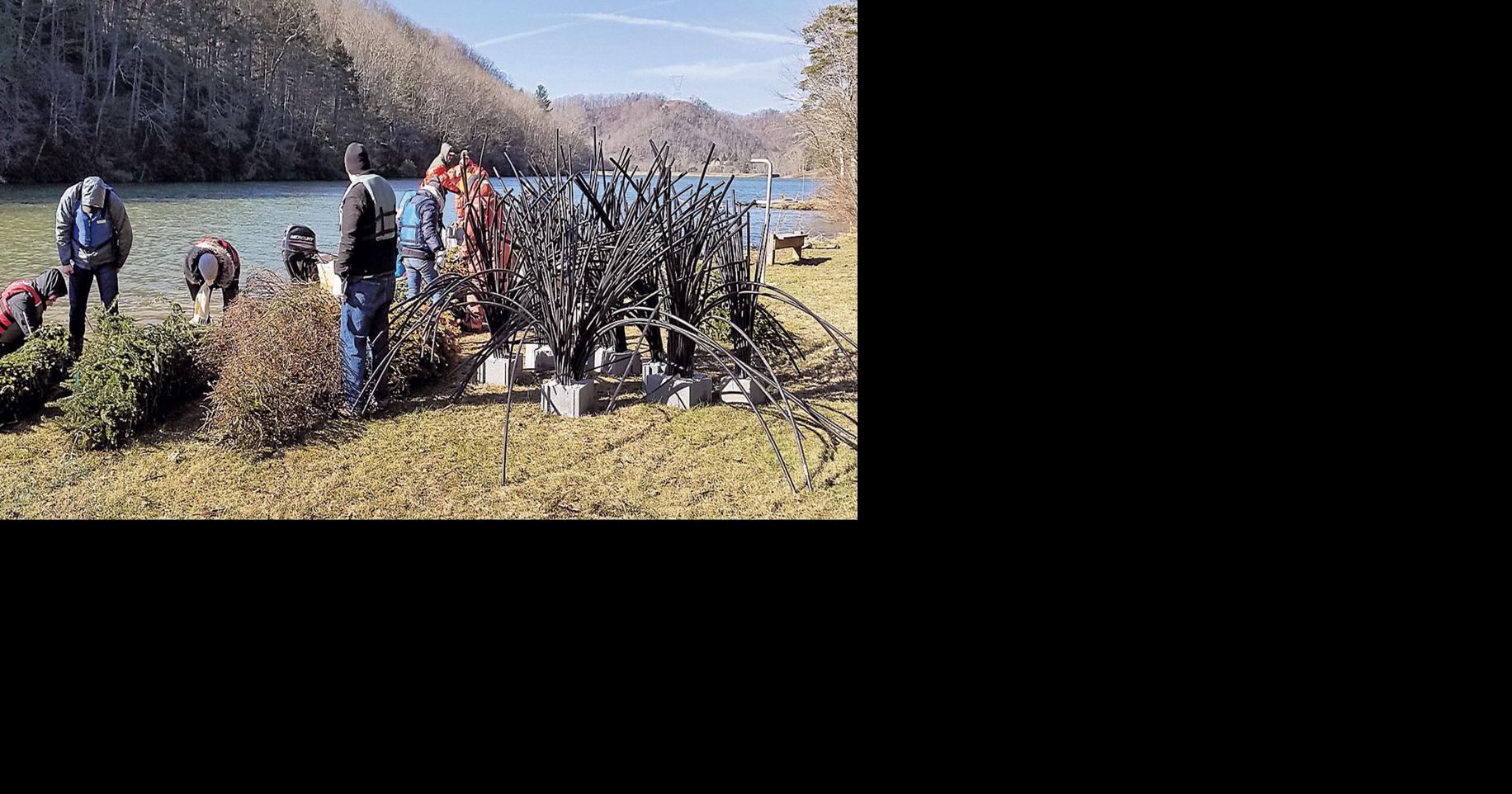 To tree or not to tree? That is the question