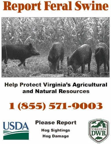 Feral swine: A problem we do not need (copy)