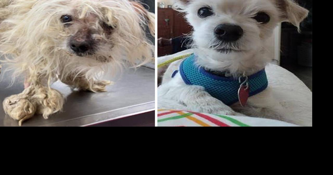 Cleaned up: Scruffy's time to shine