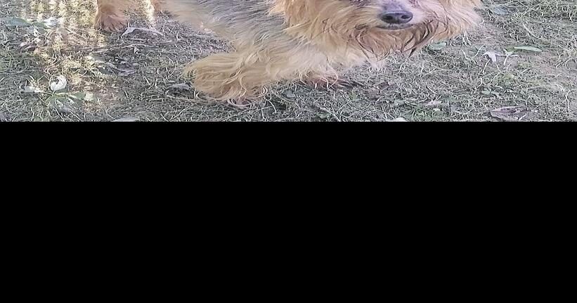 Animal rescuer helps Ida animals