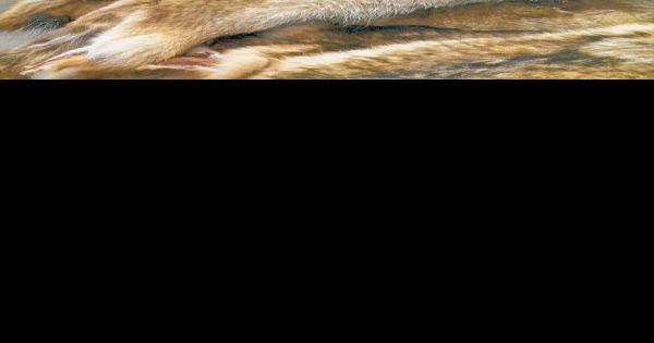 Trappers trade pelts for cash at fur auction