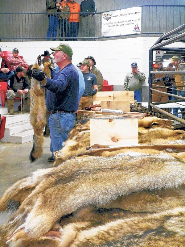 Trappers trade pelts for cash at fur auction