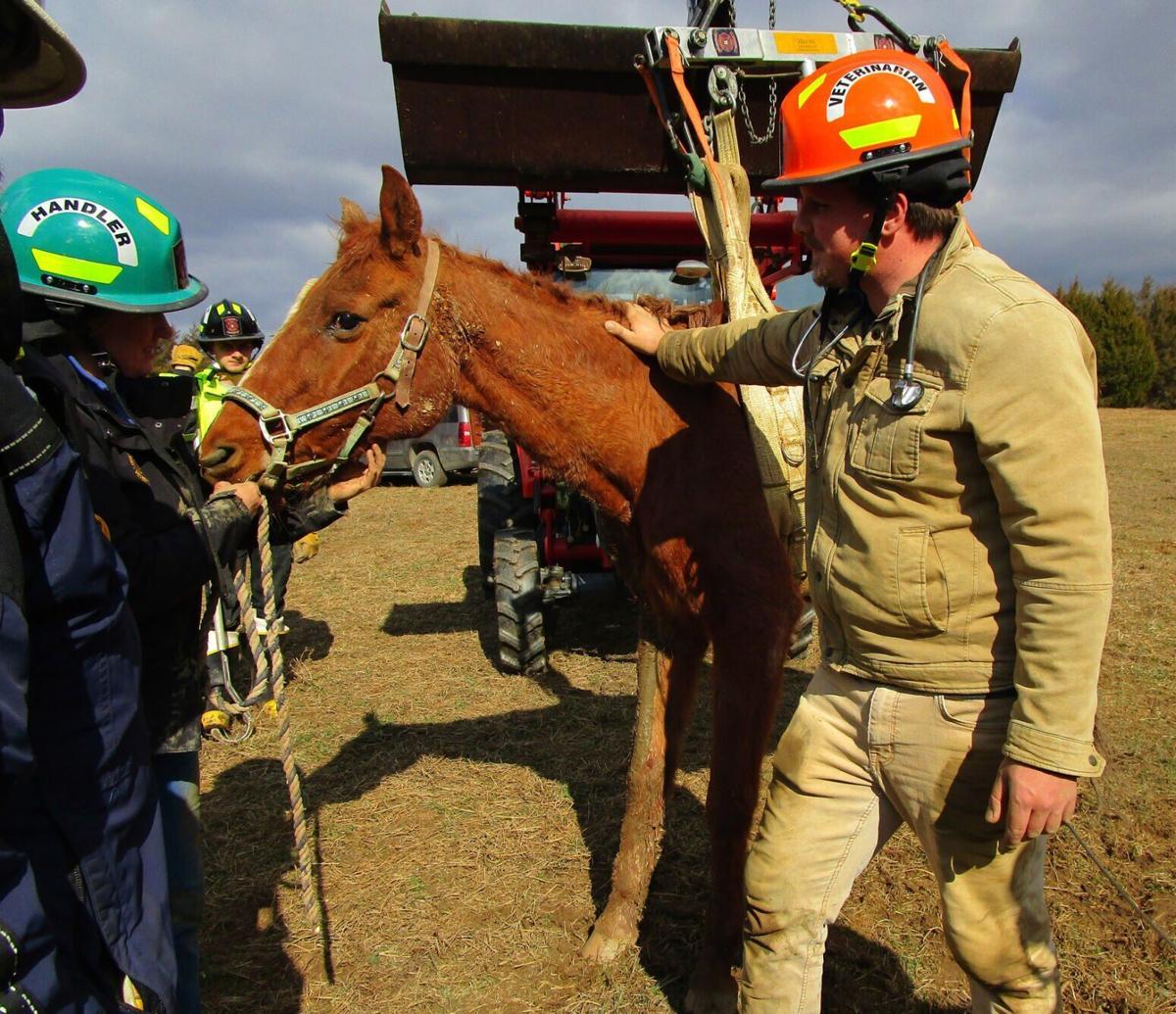 Grants expand opportunities for large animal veterinarians in Virginia