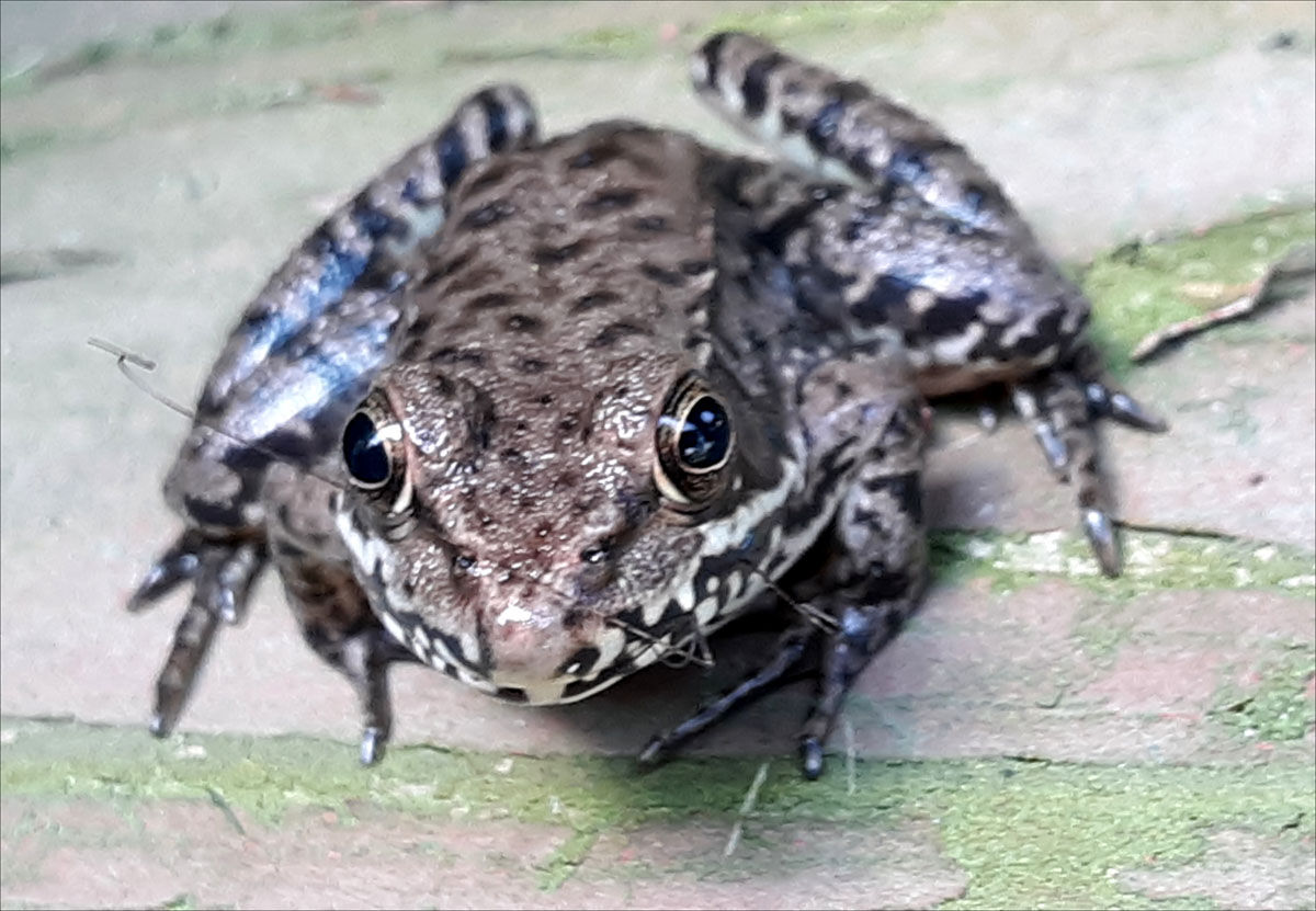 Hungry Mother's FrogWatch chapter offers free training in monitoring ...