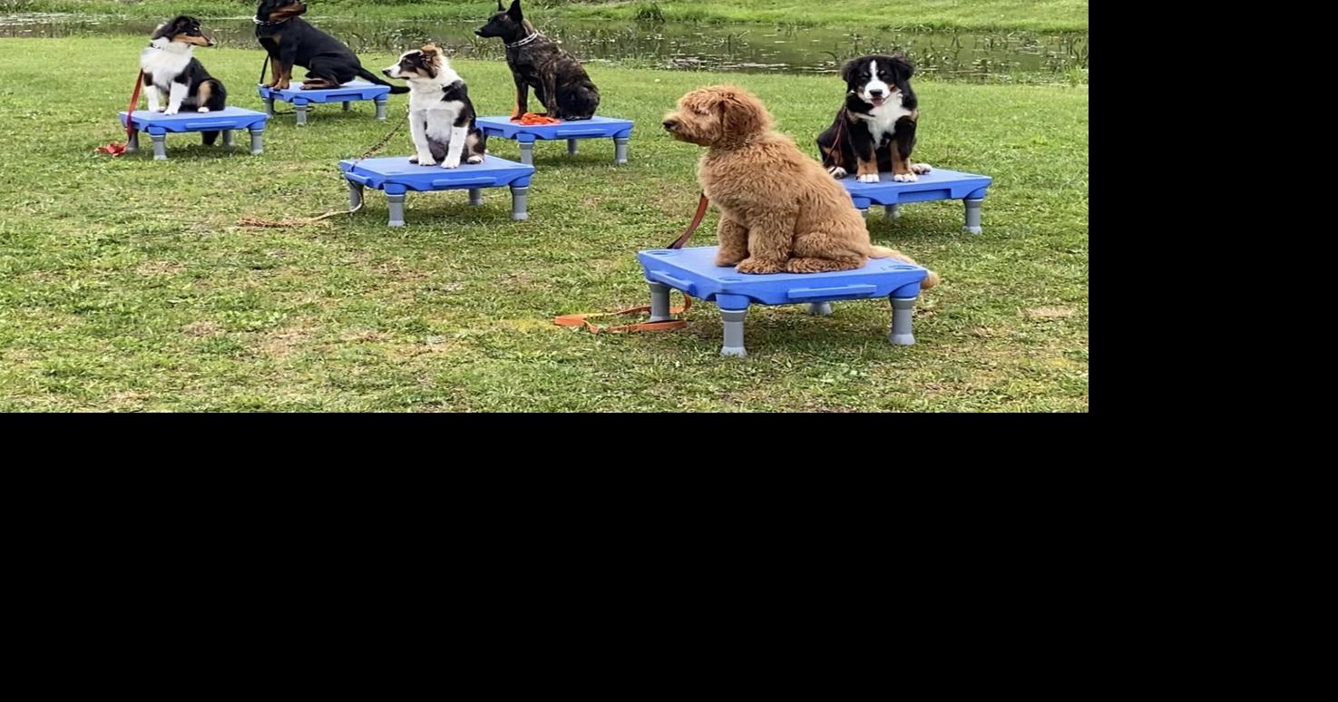 Dog training needed more than ever during pandemic