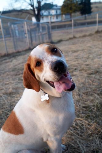 Dallas Floyd's Pet of the week