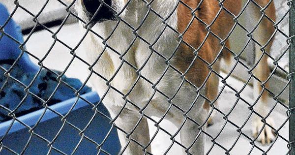 Efforts under way to find homes for animals from Promised Land Animal ...