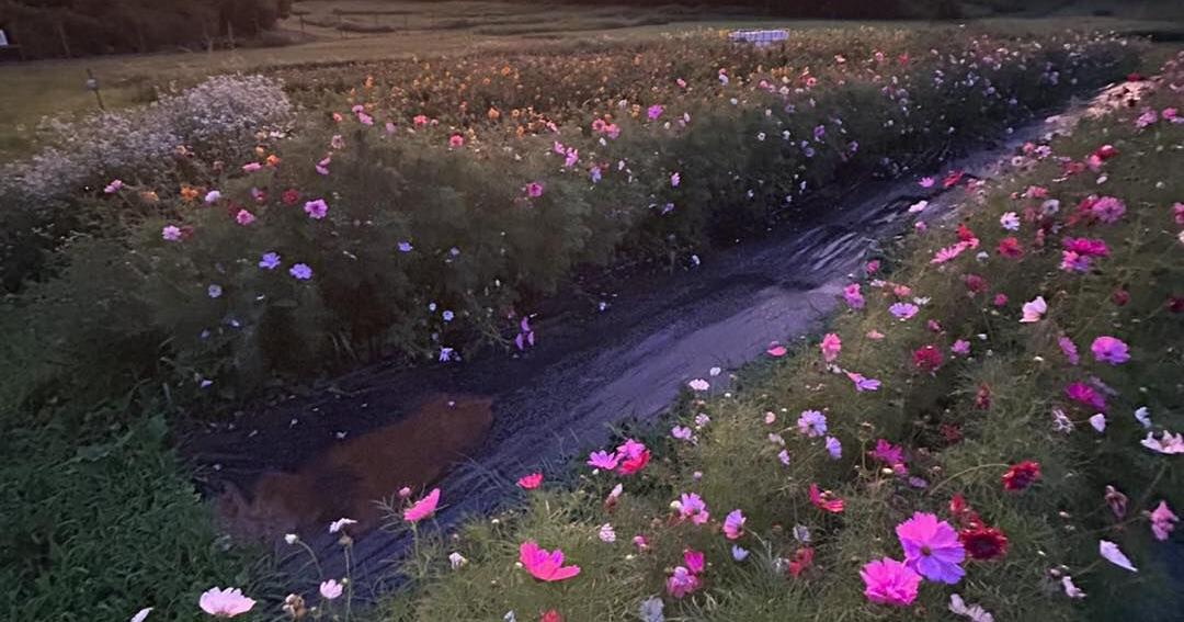 You-pick season in full swing at Crooked Mountain