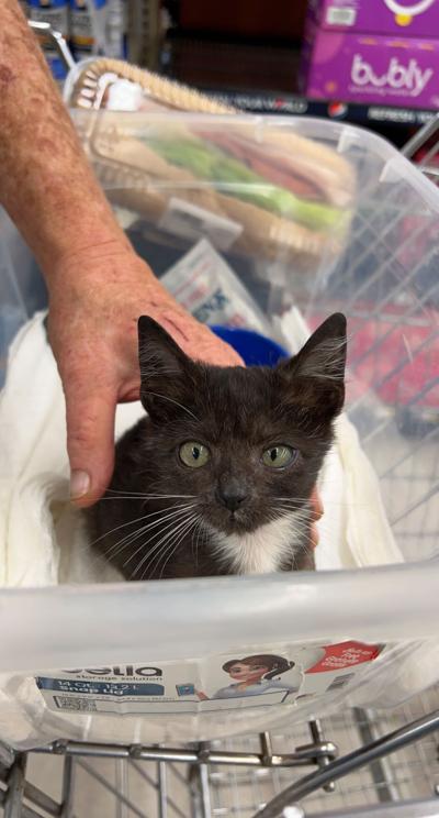 Local efforts ‘recycle’ feral cats; Pet dumping adds overwhelming pressure