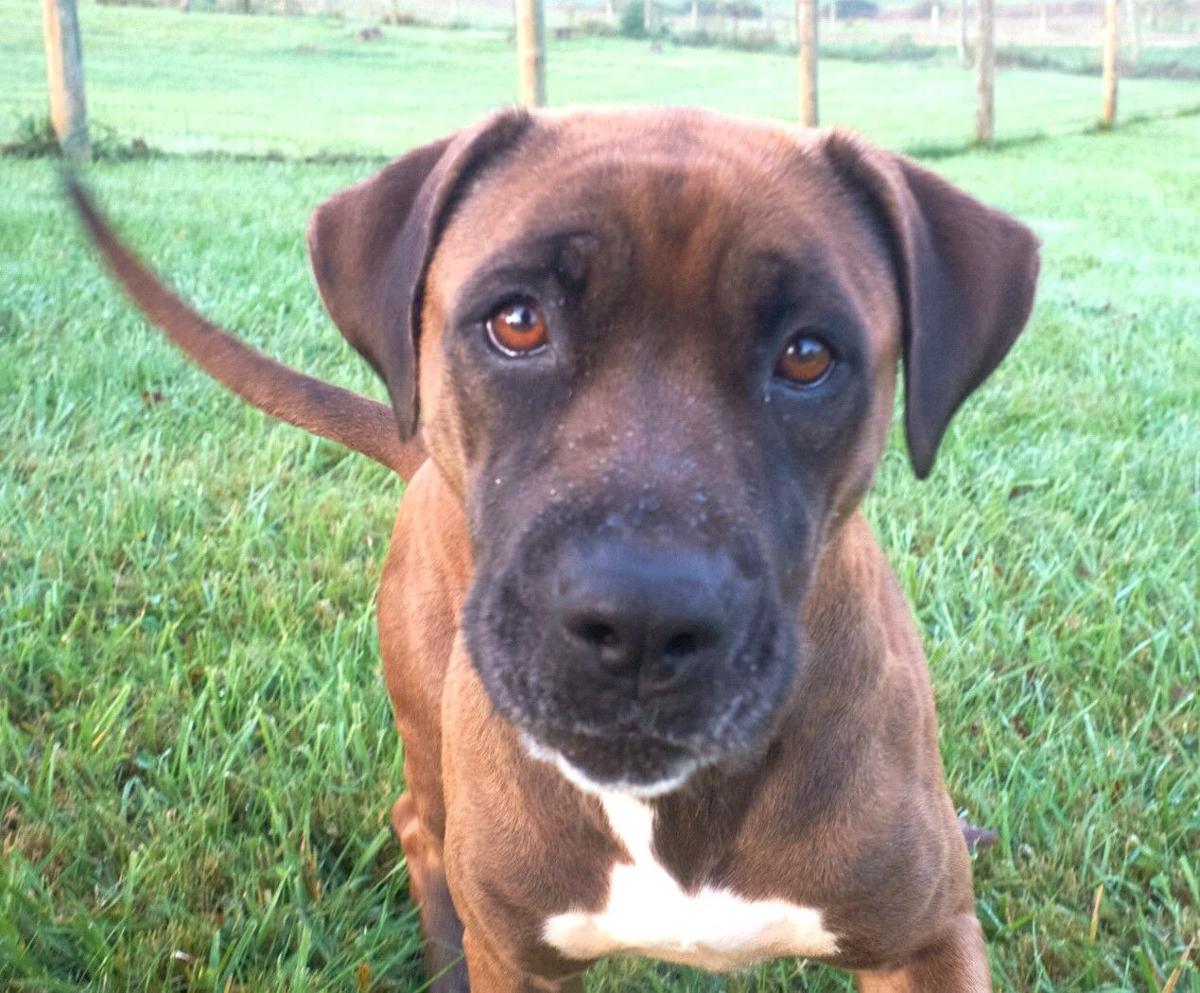 Pet of the Week