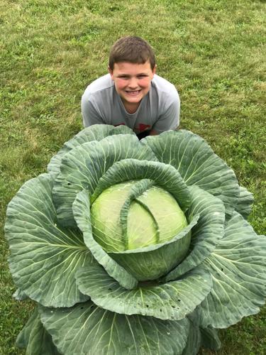 Third-grader's 32-pound cabbage wins award