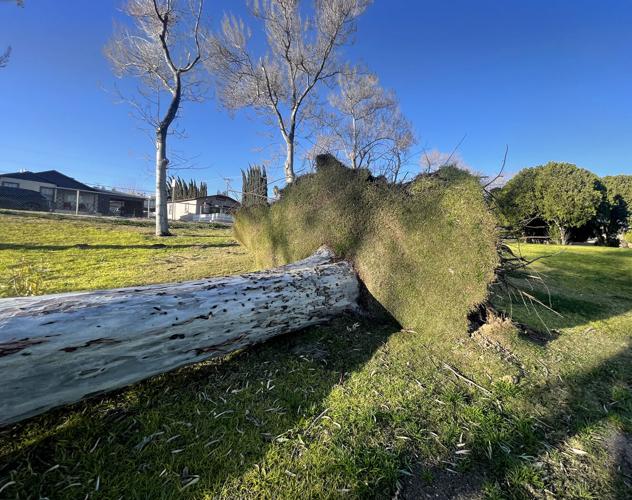 Strong winds trigger outages, down trees in Taft | News ...