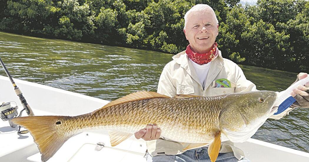 The Tampa Bay Fishin’ Report: Big reds biting near the mangroves | Outdoors | tampabeacon.com