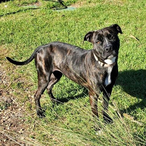 Pets of the week | Pets | tampabeacon.com