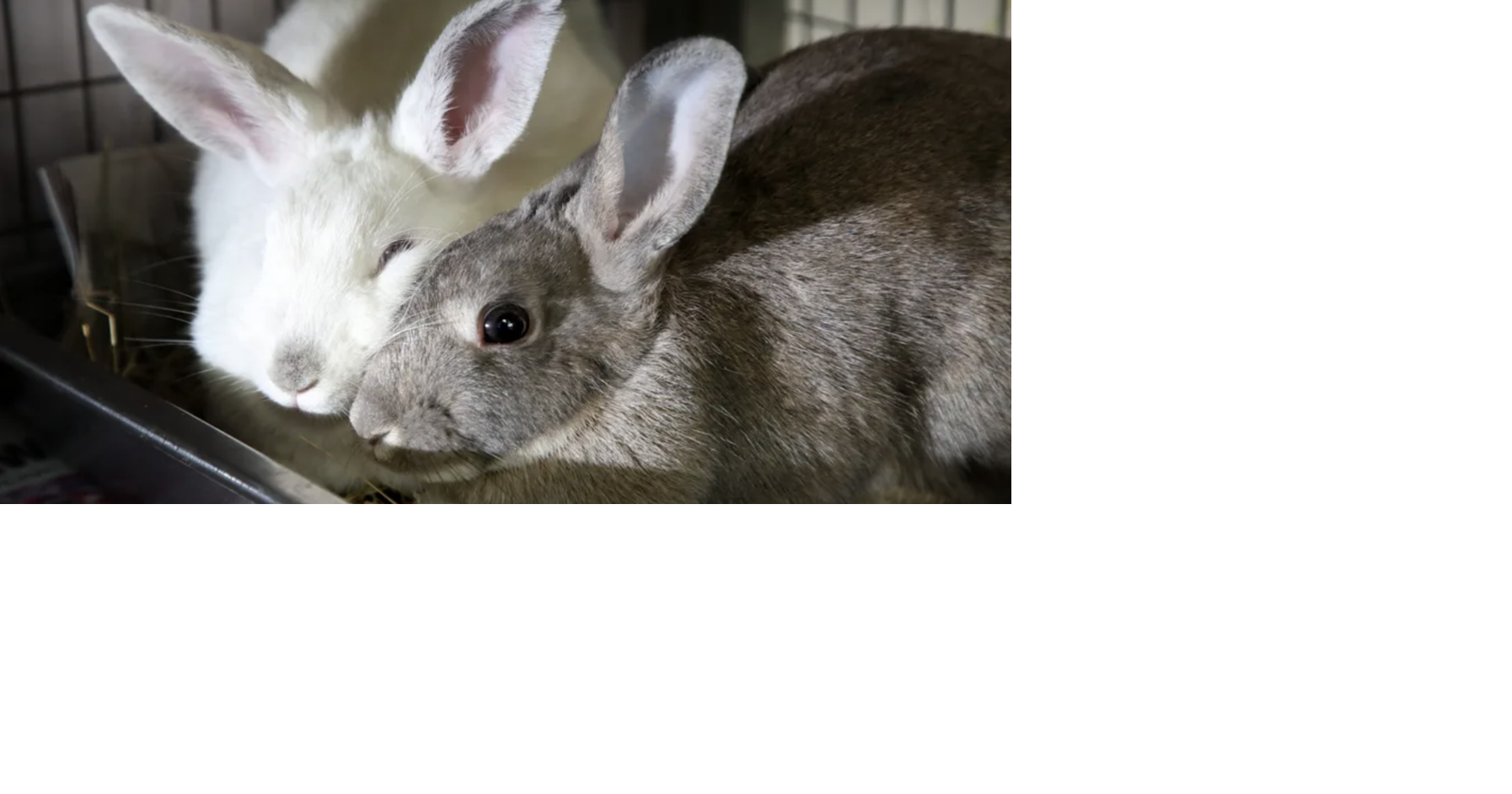 Hillsborough to consider banning rabbit sales | News | tampabeacon.com