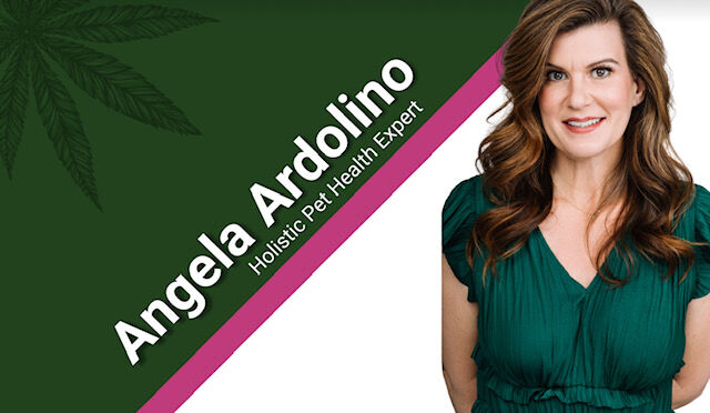 Oldsmar pet event to educate holistic lifestyle | News | tampabeacon.com