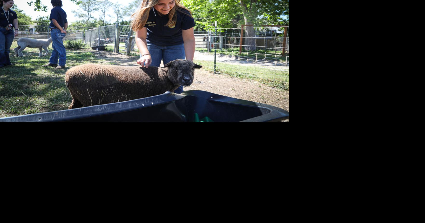 Cowboys on the farm making strides | News | tampabeacon.com