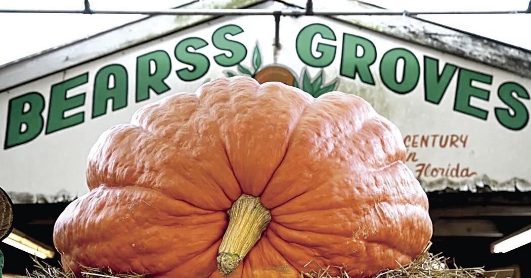 Gourd almighty! How Tampa’s pumpkin king keeps finding supersized squash | News | tampabeacon.com