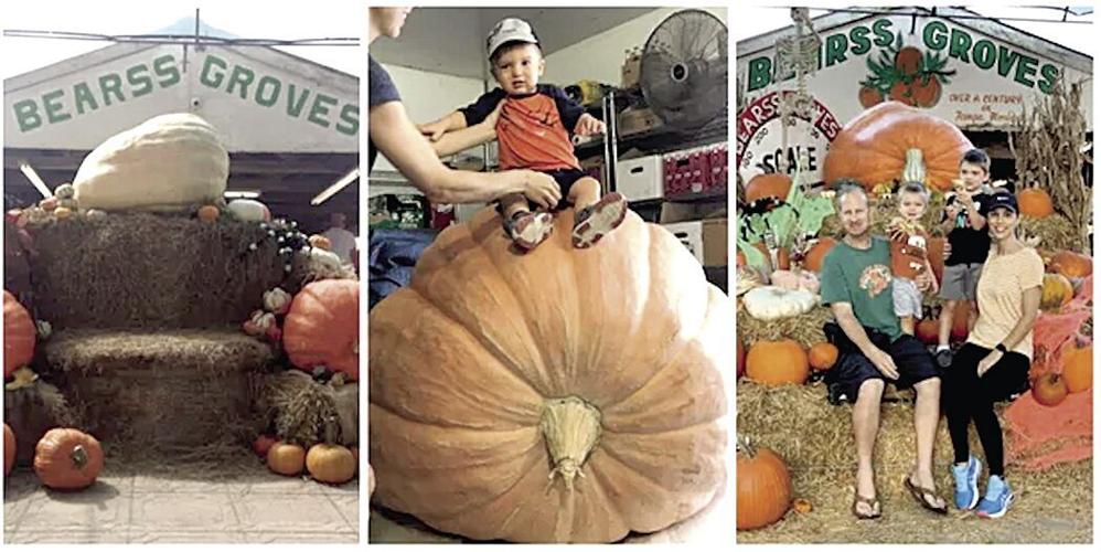 Gourd almighty! How Tampa’s pumpkin king keeps finding supersized squash | News | tampabeacon.com