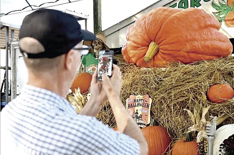Gourd almighty! How Tampa’s pumpkin king keeps finding supersized squash | News | tampabeacon.com