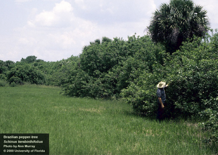 Temple Terrace readies to take on the spread of Brazilian peppertree ...