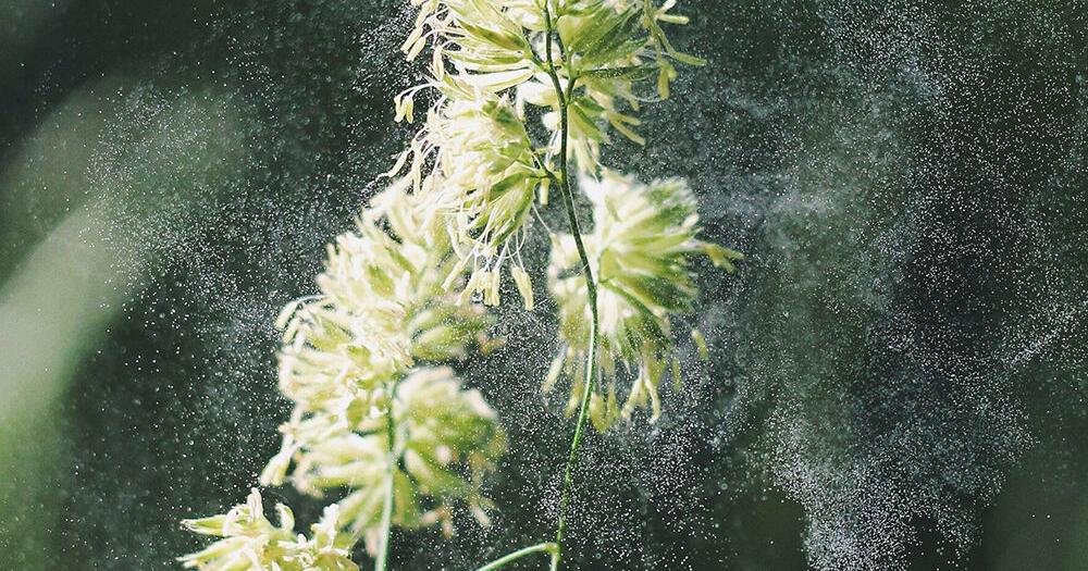 Expect plenty of pollen this year, experts say | News | tampabeacon.com