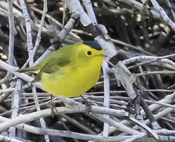 Long-distance flyer lands in Taos | Environment | taosnews.com