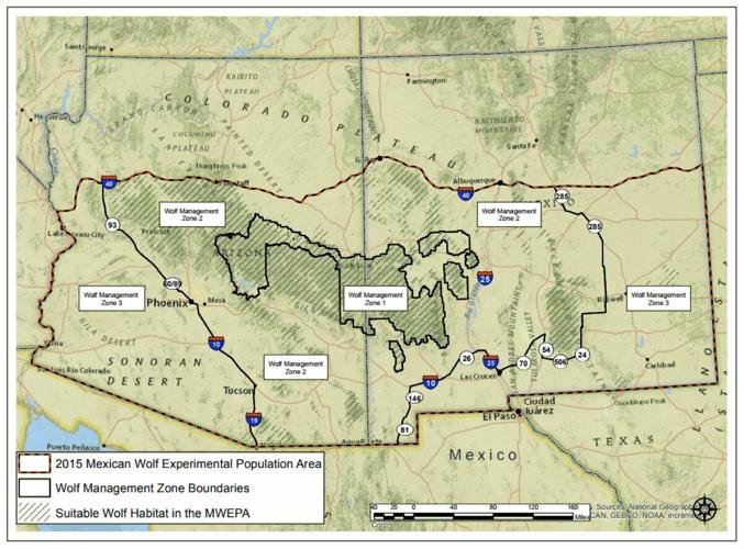 Mexican wolf count increases again | Animals in the News | taosnews.com
