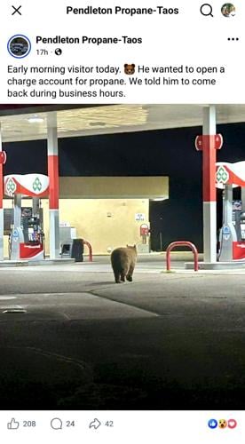Police respond to treed bear near Smiths in Taos | public safety ...