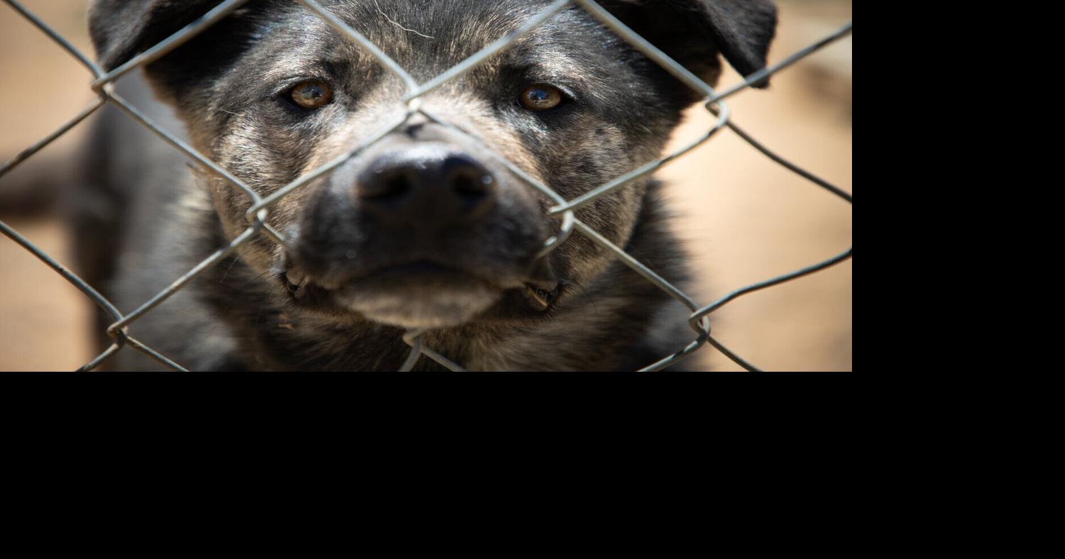 Emergency animal shelter moving forward | Local News | taosnews.com