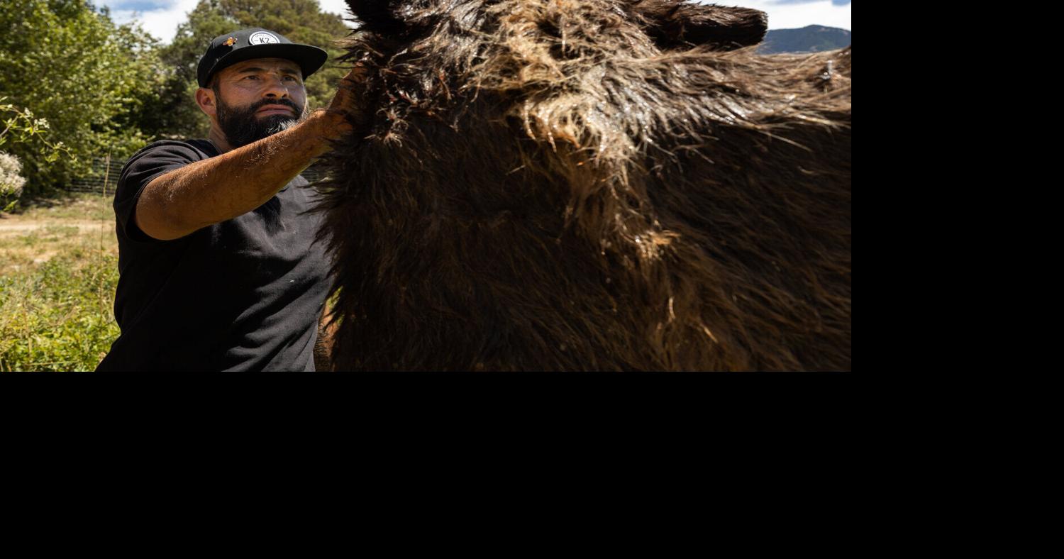 El Salto man shoots bear suspected of sheep killings | Animals in the ...
