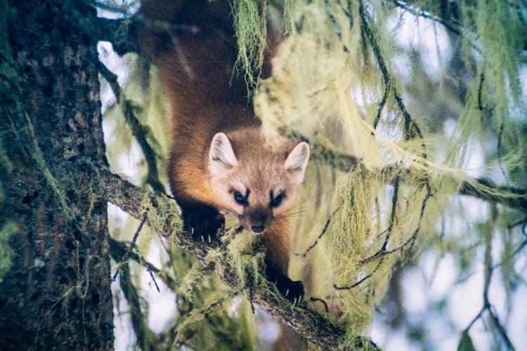 Marten population unknown, but habitat loss under threat | Environment ...
