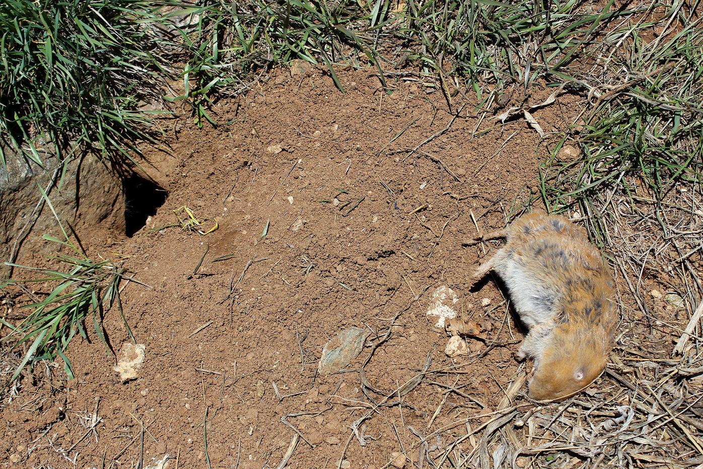 Tips for dealing with pocket gophers | La Vida | taosnews.com