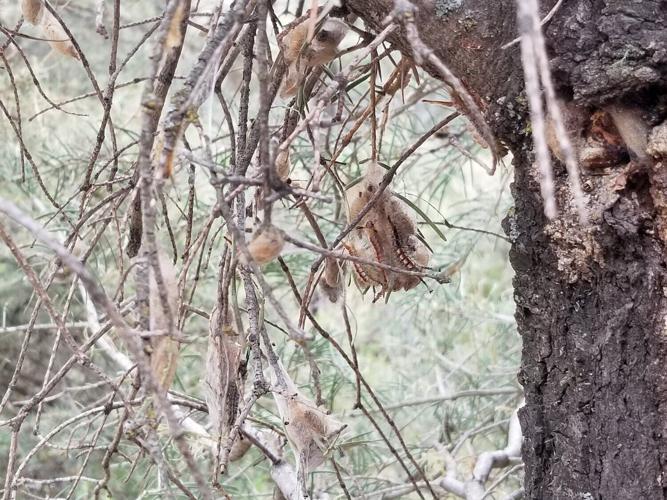 'Striking' insect outbreaks in Taos County are natural | Environment ...