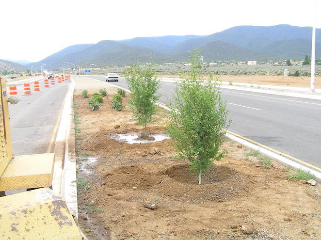 7 native plants that reduce water use | Enchanted Homes | taosnews.com