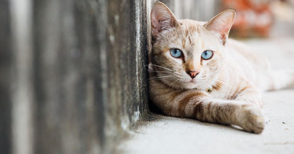 A community suffers the consequences of irresponsible pet ownership ...