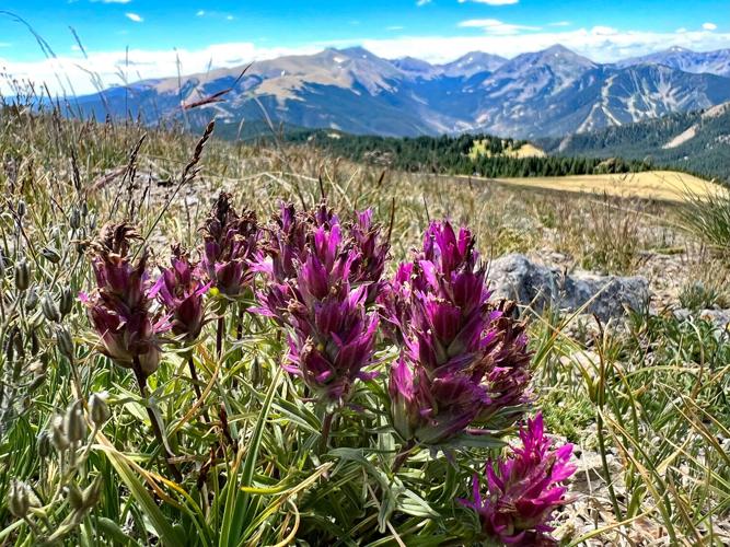 Indigenous plants: Supporting the web of life | Environment | taosnews.com